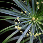 Zypergras pflegen: Tipps zu Standort, Substrat und Vermehrung